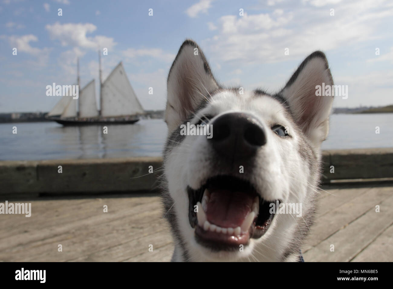 A Siberian Husky poses on the Halifax Waterfront with the Bluenose ...