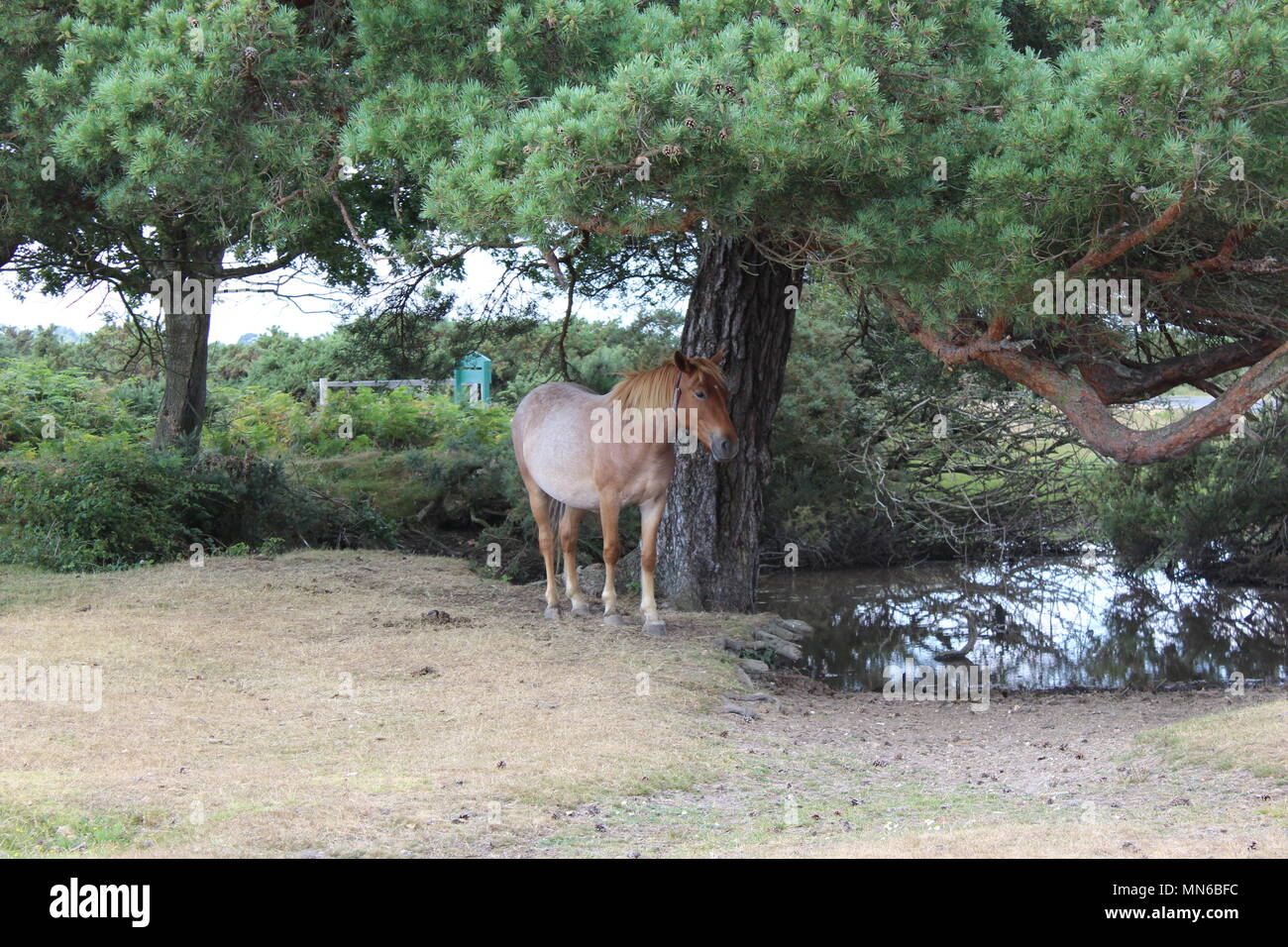 Horse standing under tree hi-res stock photography and images - Alamy