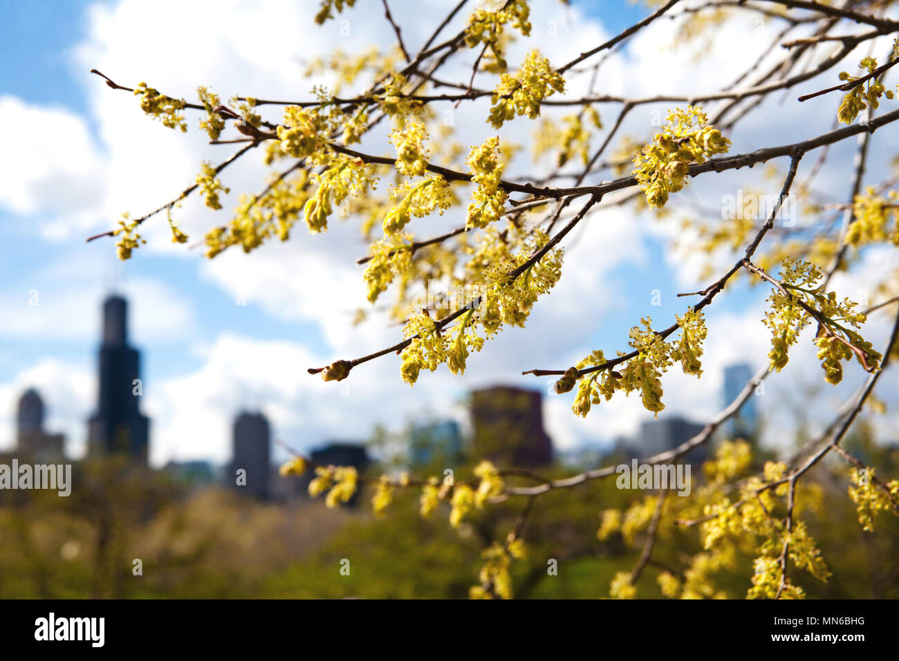 Chicago skyline lake trees hi-res stock photography and images - Alamy