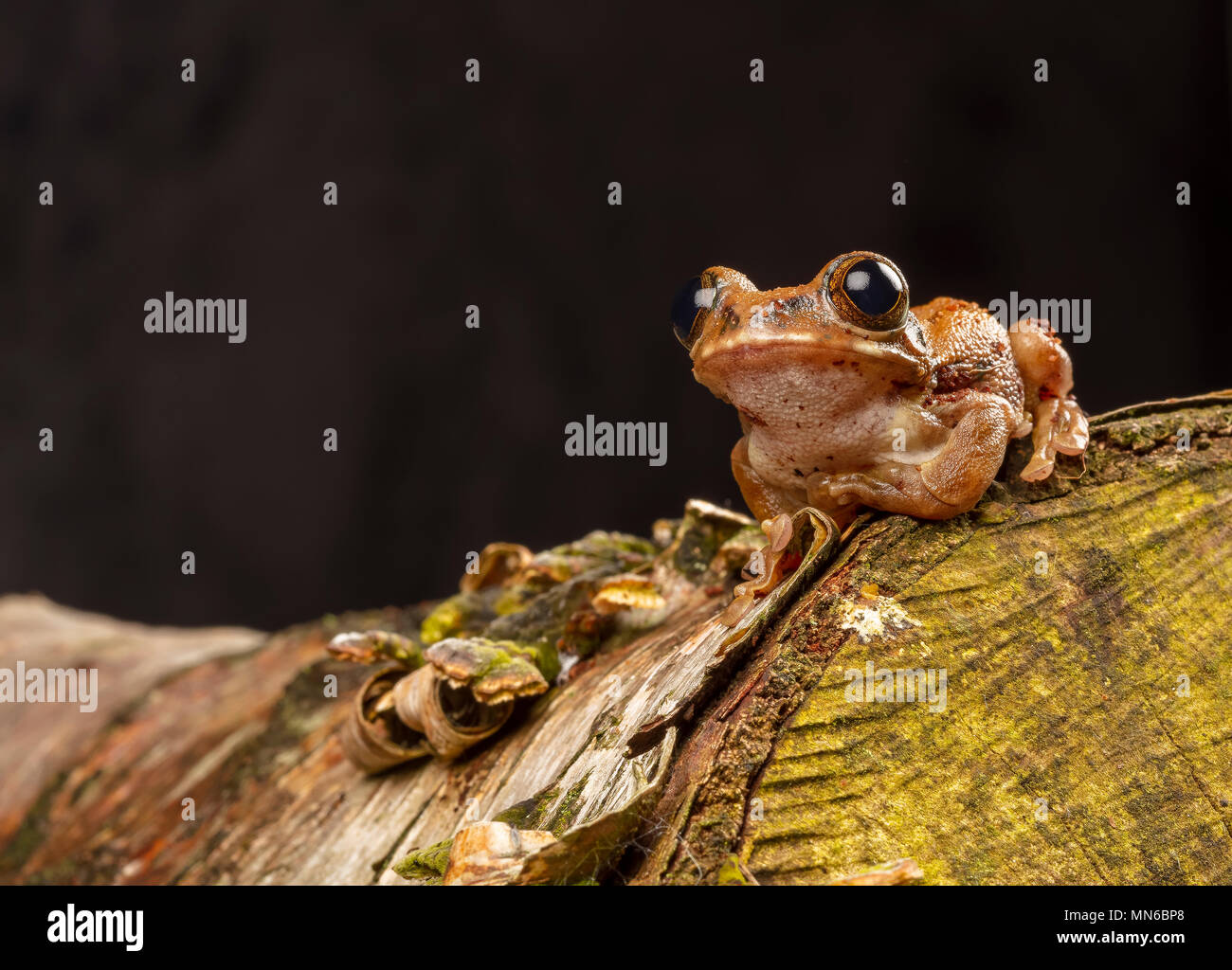 Tree Frog on a log Stock Photo - Alamy