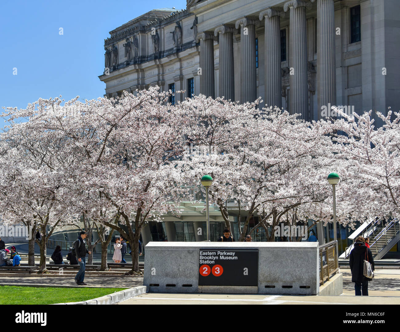New York, USA - April 20, 2018: Springtime, Cherry Blossom in New York ...