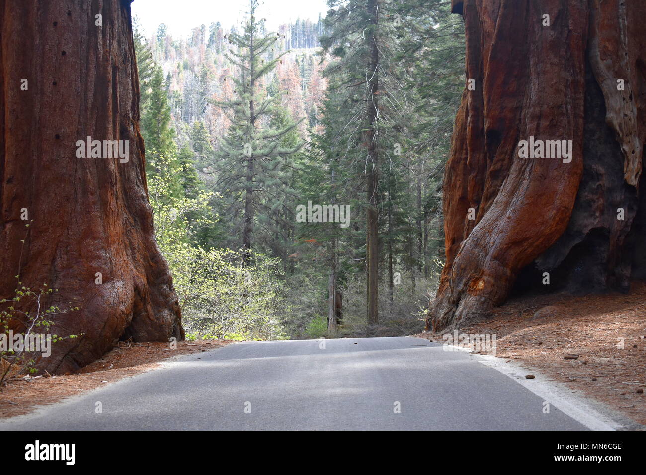 Sequoias along the road in Sequoia National Park, California Stock ...