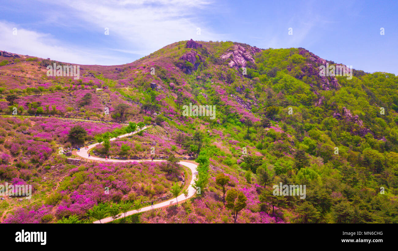 Beautiful Royal Azalea Flower at Hwangmaesan mountain in Hapcheon city ...
