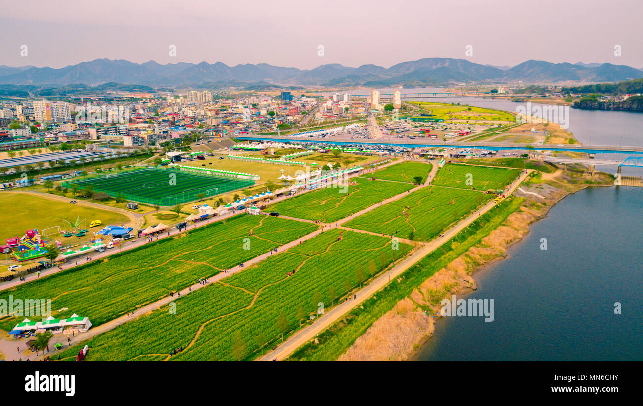 Aerial view of Changnyeong Nakdonggang Yuchae Festival in Changnyeong ...