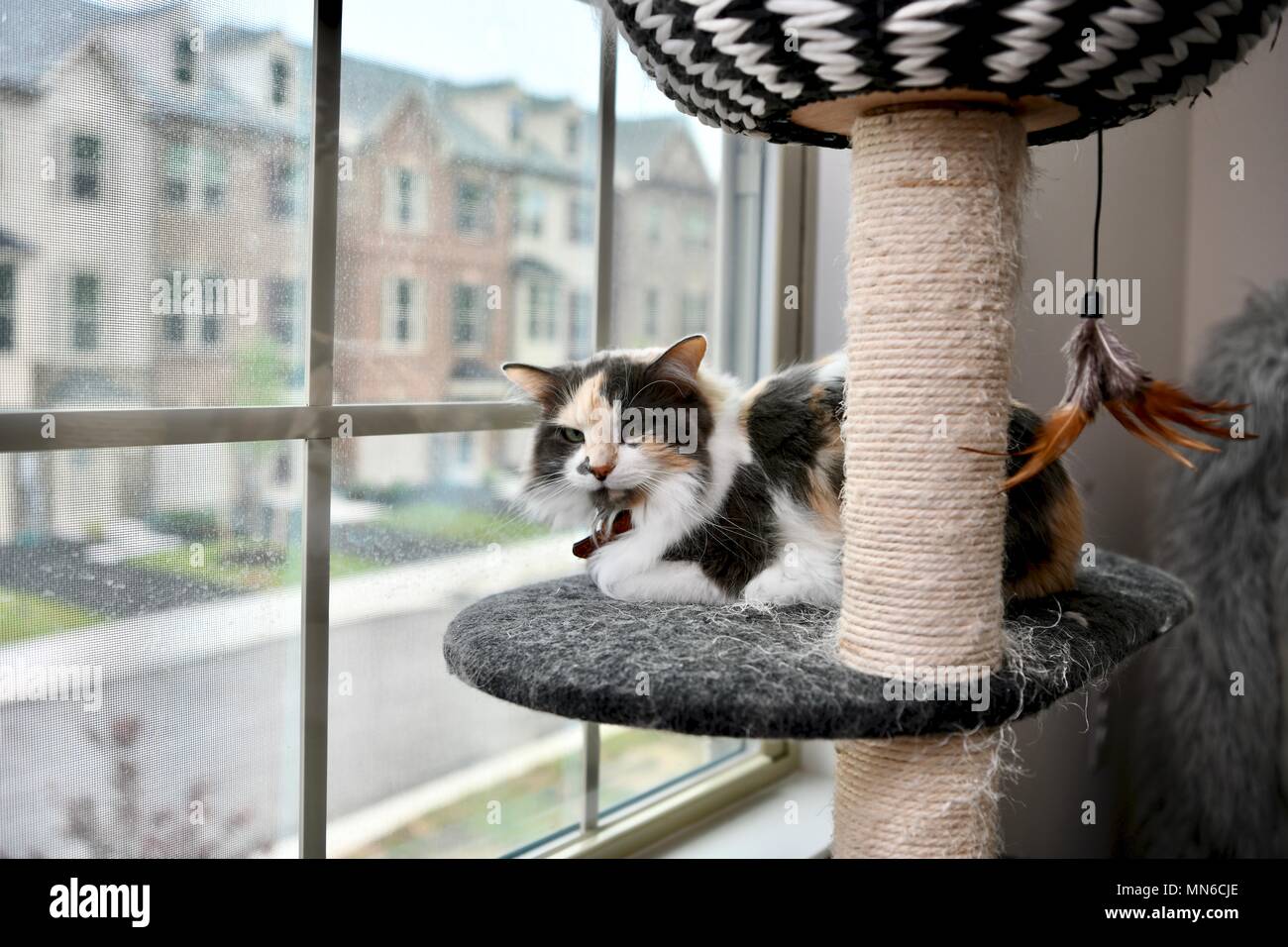 Cat tree hi-res stock photography and images - Alamy