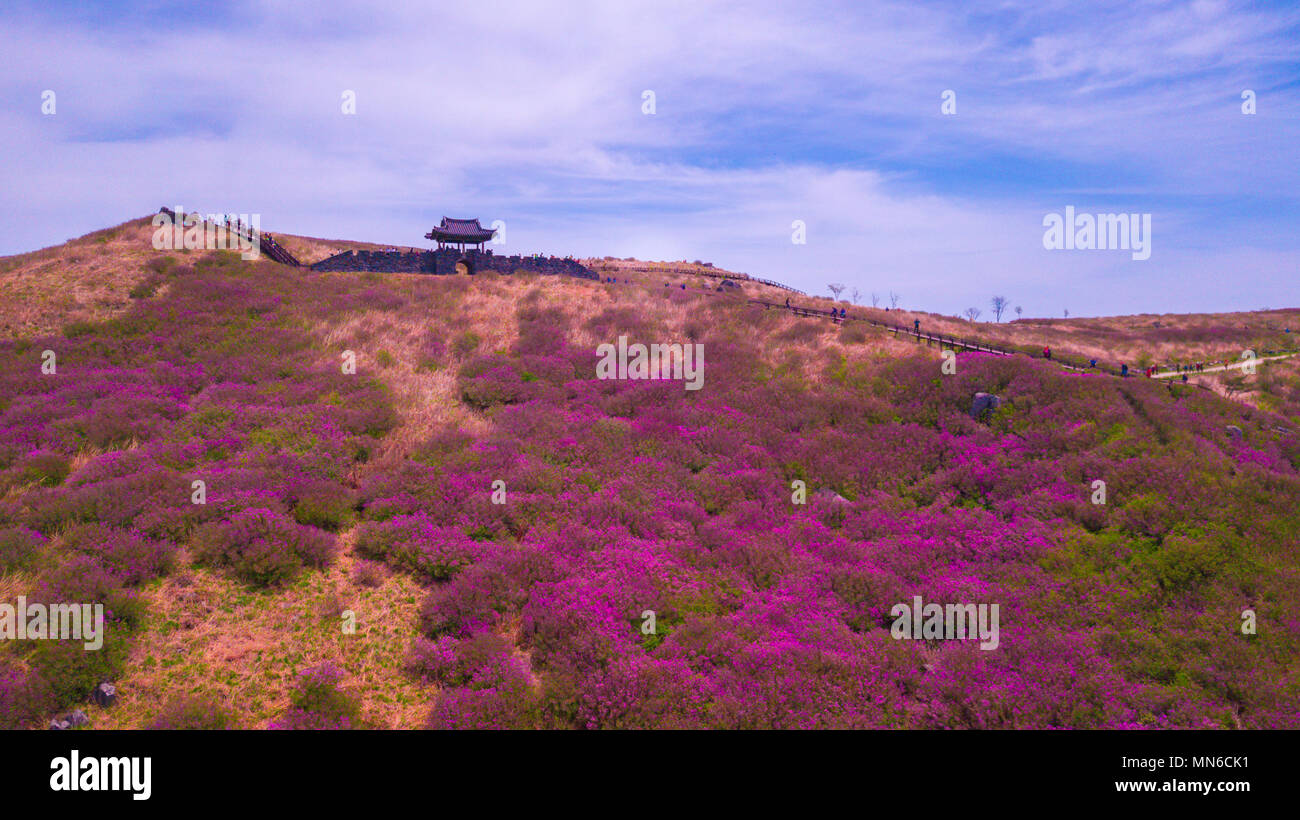 Beautiful Royal Azalea Flower at Hwangmaesan mountain in Hapcheon city ...