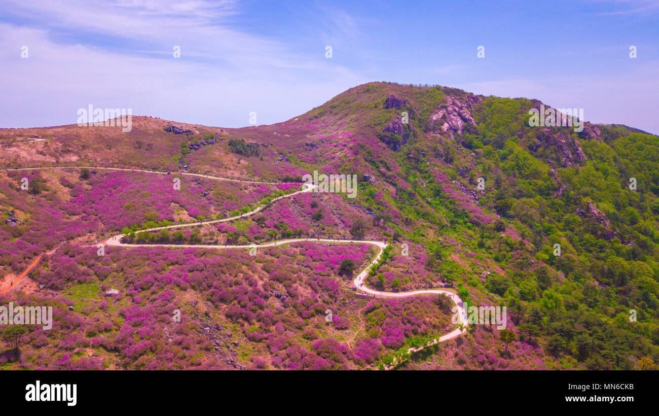 Beautiful Royal Azalea Flower at Hwangmaesan mountain in Hapcheon city ...