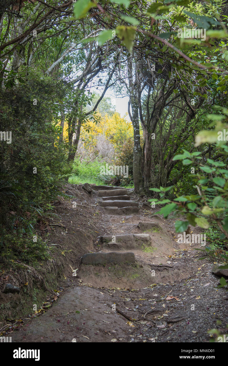 Stone path through dense Mt. Cargill forest with view of the yellow ...
