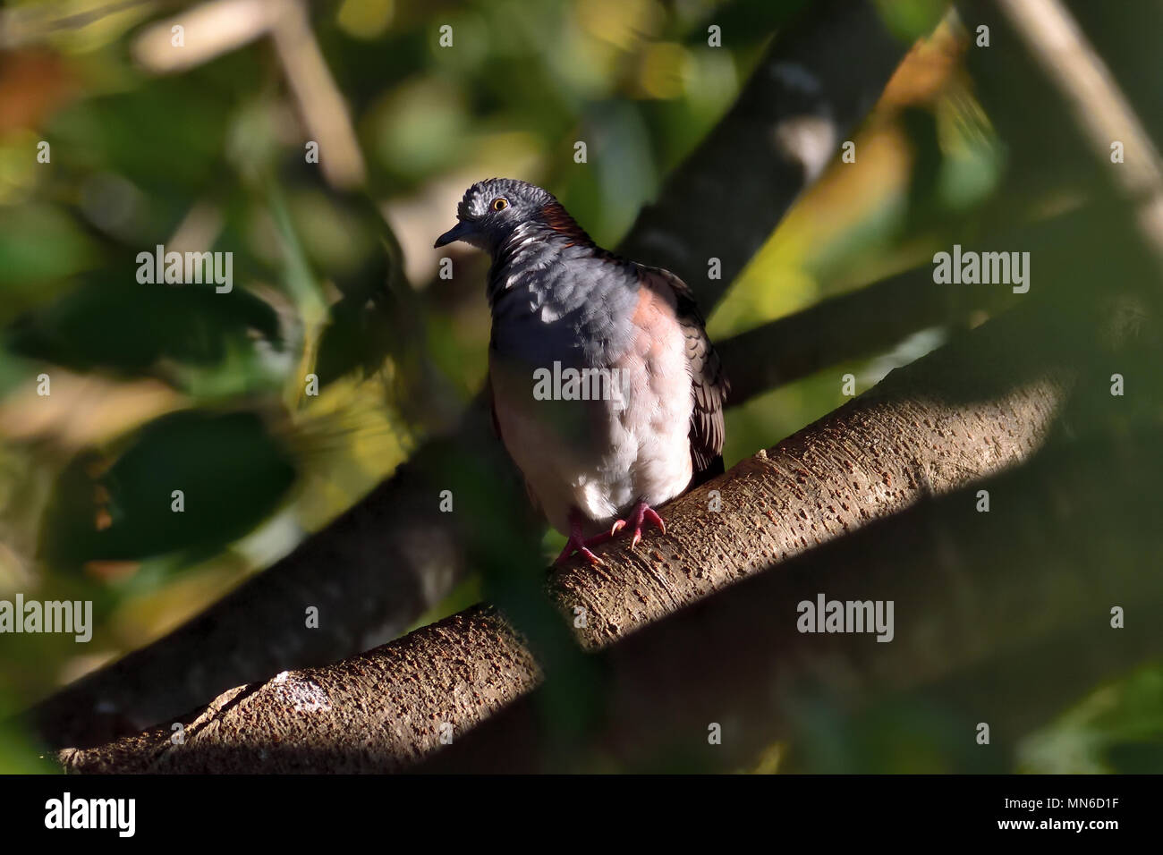 Bar Shouldered Dove Geopelia Humeralis Photo High Resolution Stock ...