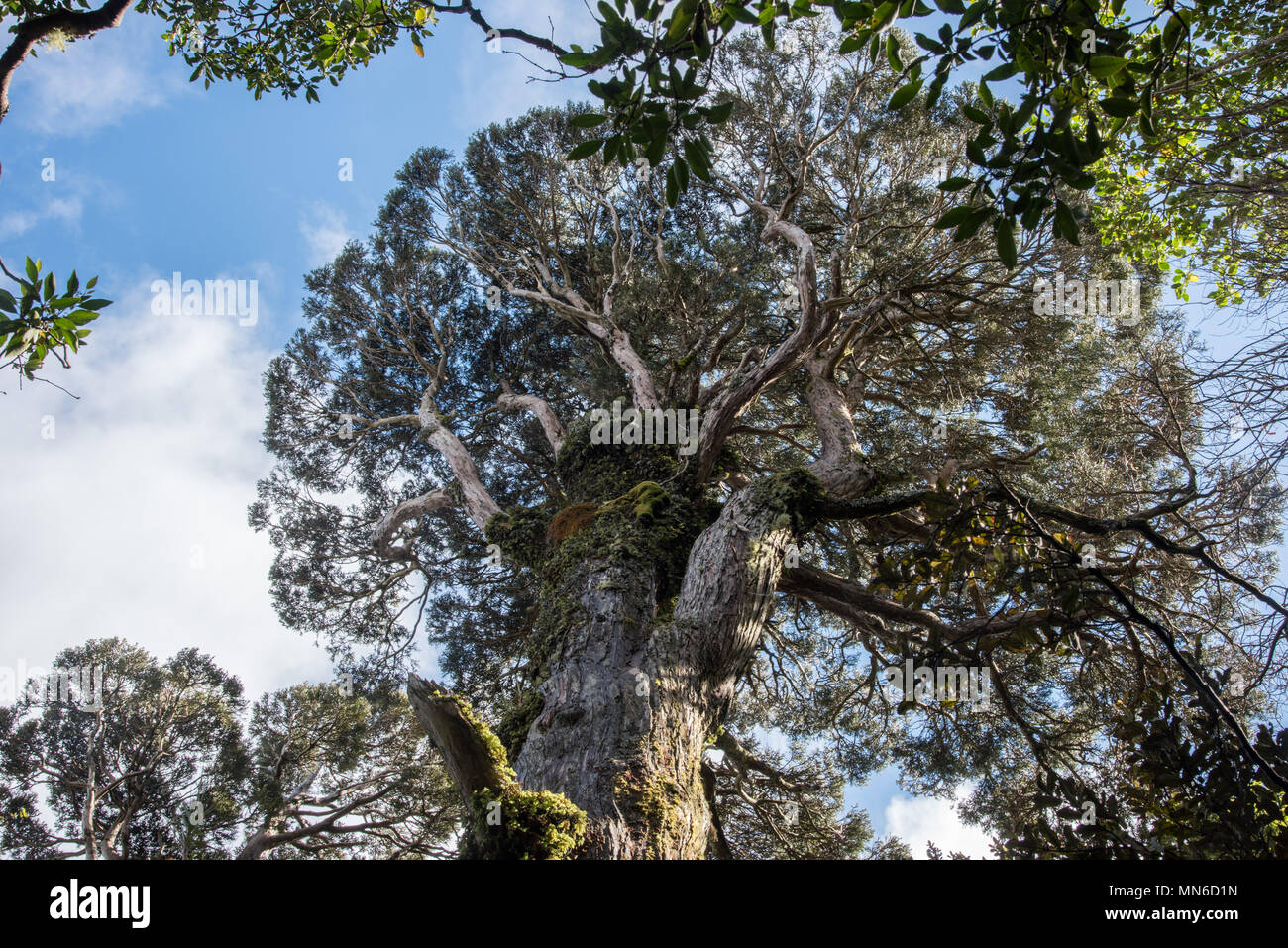 Low angle view of tree in the Mt. Cargill forest under a blue sky with ...