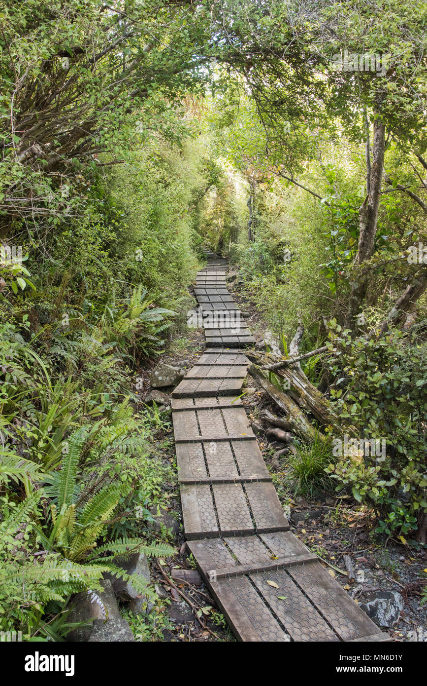 Wooden forest footpath through the lush greenery on Mt. Cargill in ...