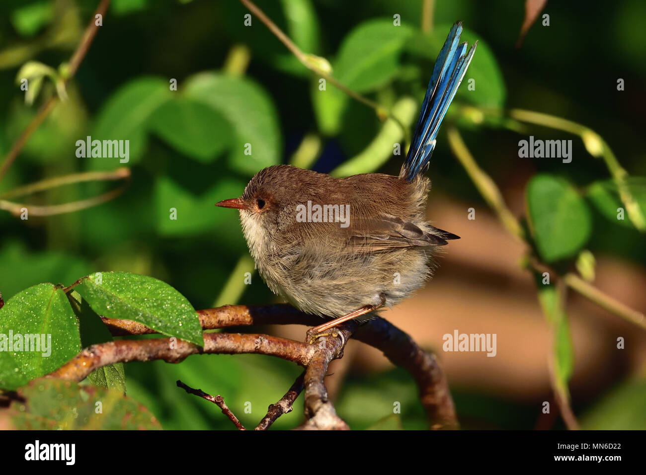 Australian Juvenile Male Superb Fairy Wren Malurus Cyaneus High ...