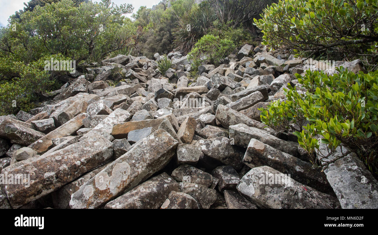 Organ pipes, volcanic rock formations, on Mt. Cargill with lush ...