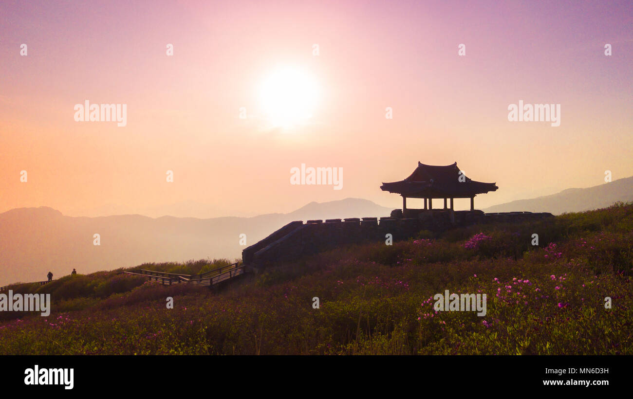 Beautiful Royal Azalea Flower at Hwangmaesan mountain in Hapcheon city ...