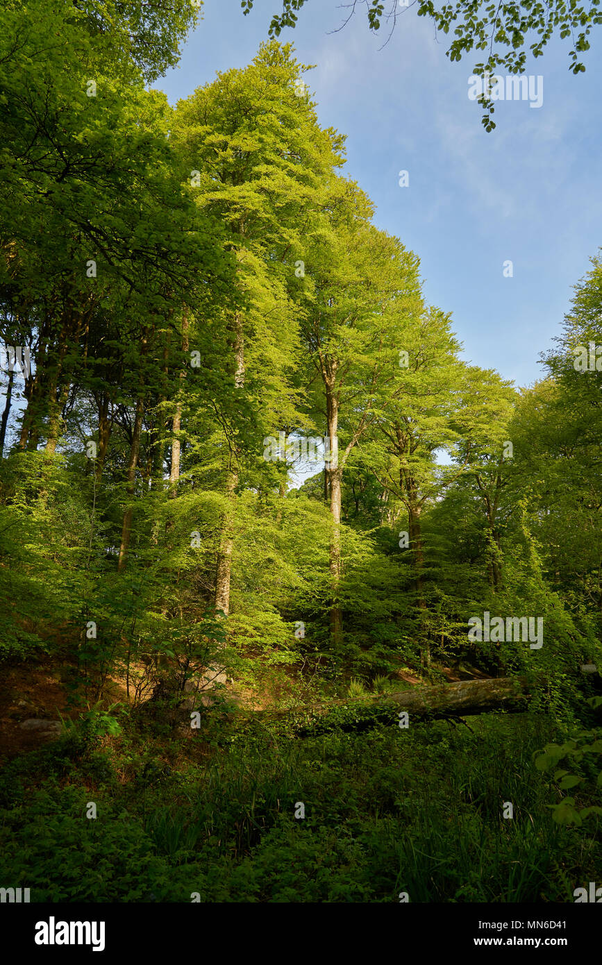 Trevaylor woods Penzance Cornwall UK, 14 May 2018 . Walking in the ...