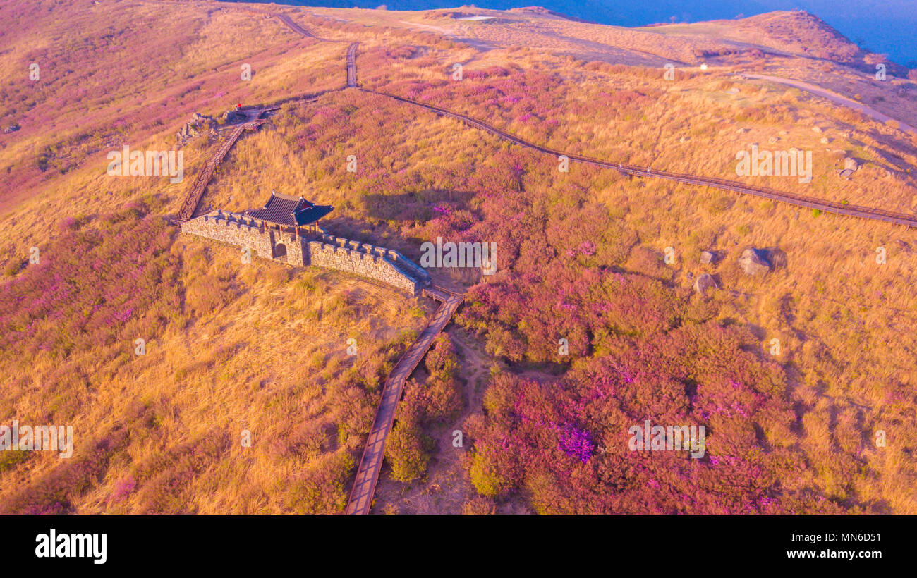 Beautiful Royal Azalea Flower at Hwangmaesan mountain in Hapcheon city ...