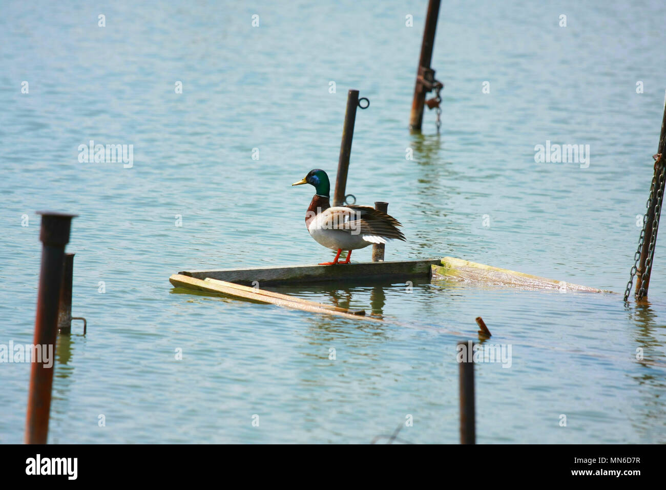 A male wild duck standing on a sunk wood fishing boat in a small ...