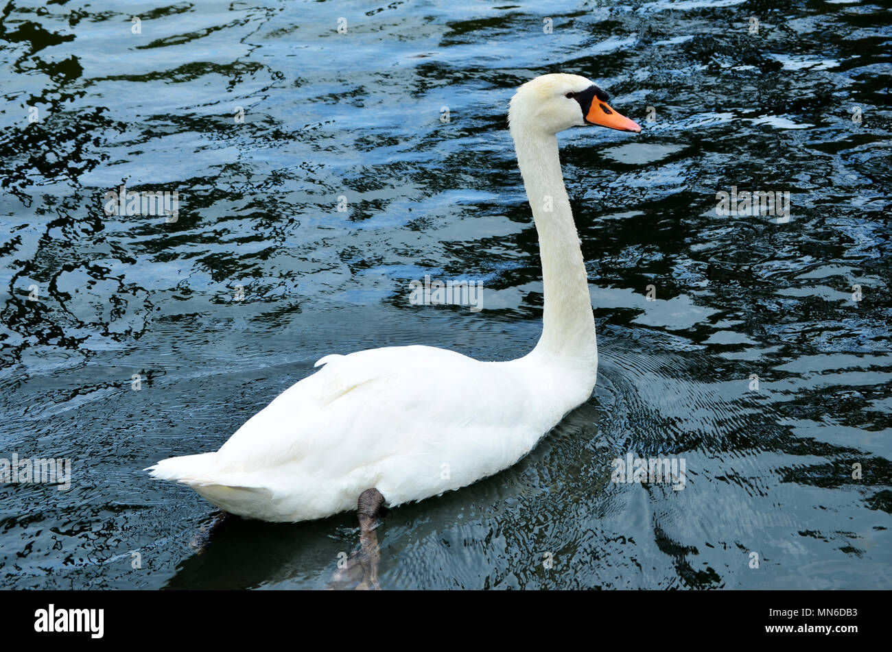 Gliding swan hi-res stock photography and images - Alamy