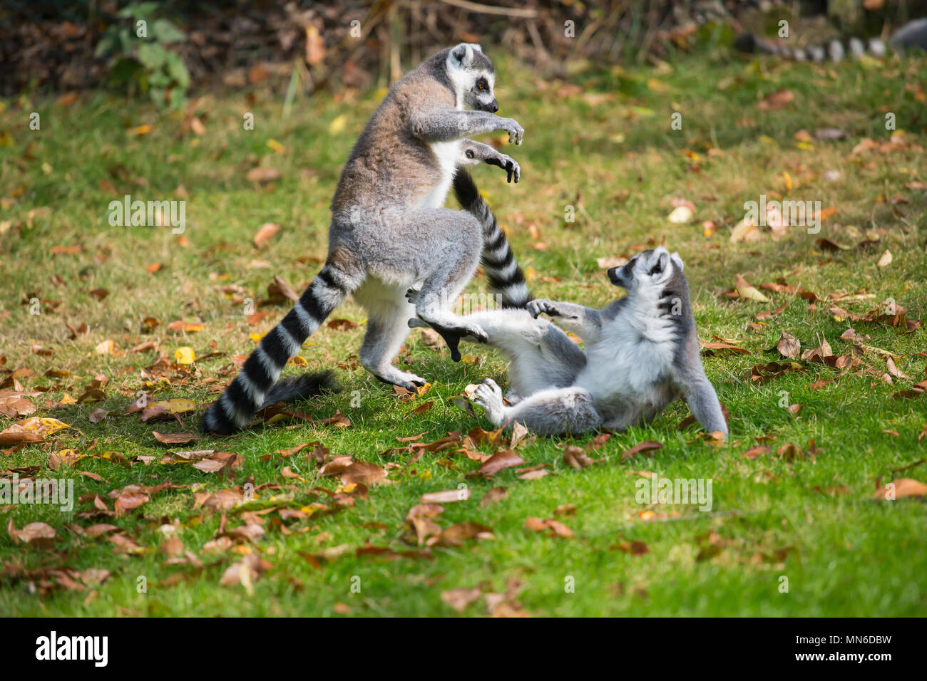 Lemurs at play hi-res stock photography and images - Alamy