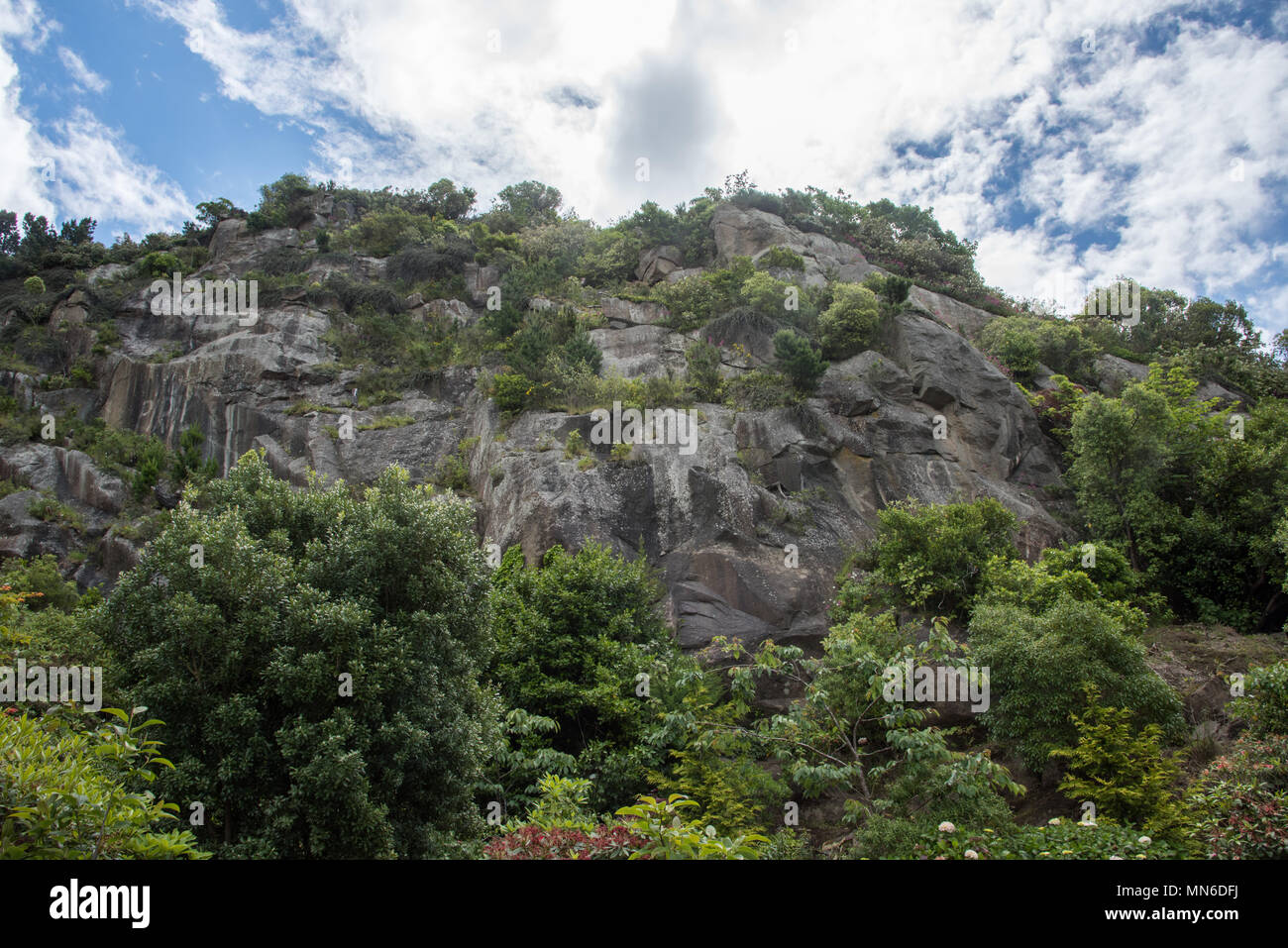 Rugged blue stone rock face at the Lady Thorn Dell in Dunedin, New ...