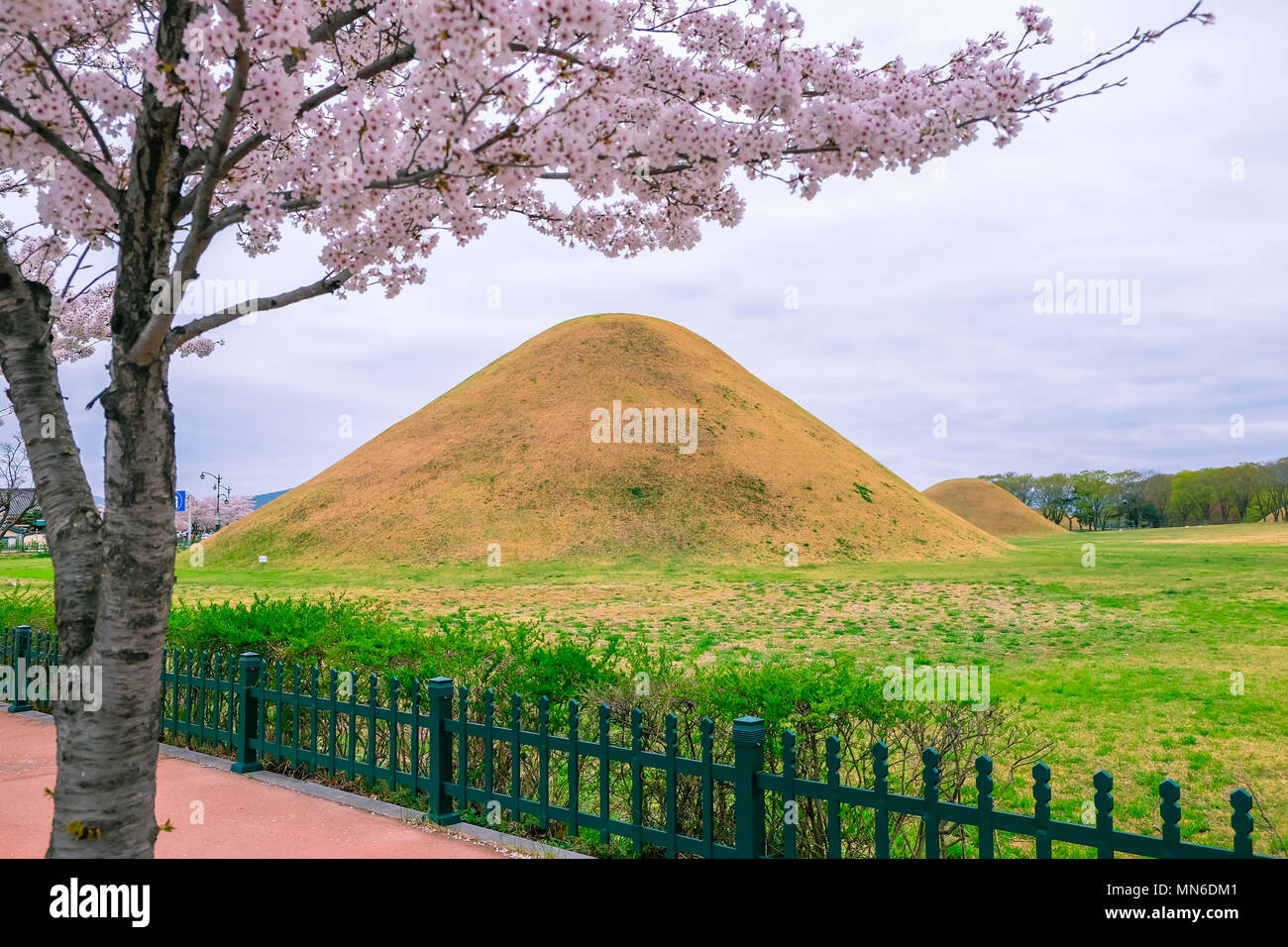 Tomb with cherry blossom durign Spring season at Gyeongju city of South ...