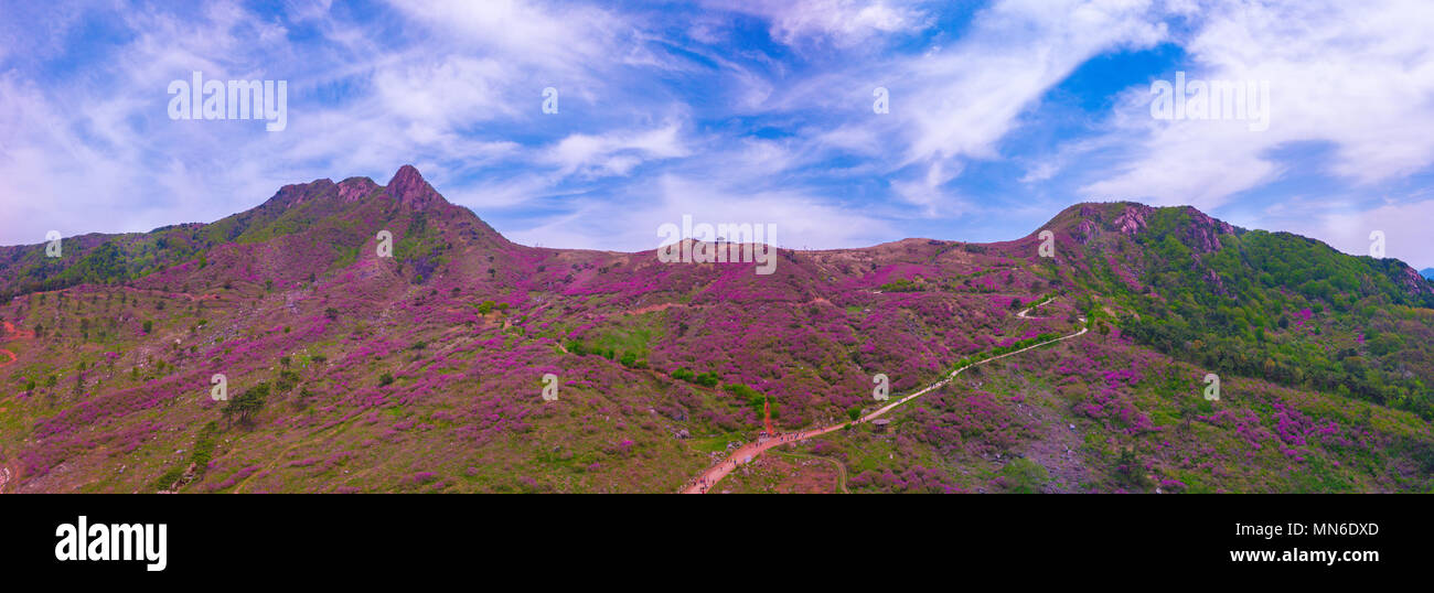 Beautiful Royal Azalea Flower at Hwangmaesan mountain in Hapcheon city ...