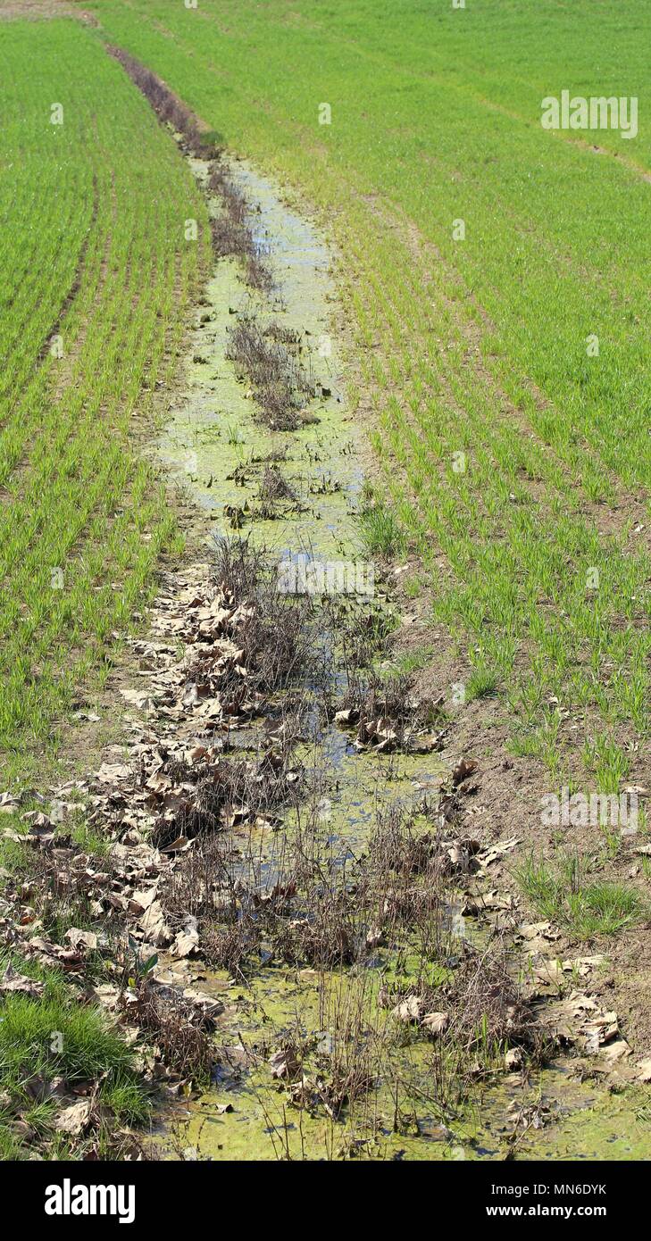 ditch full of water fields because the ground does not absorb water ...