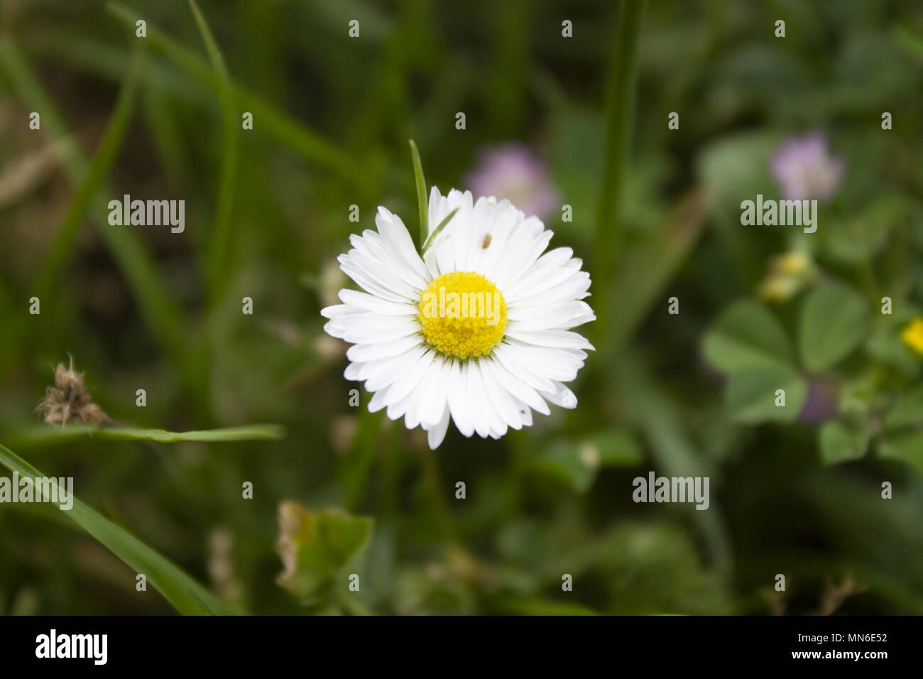 Big daisy hi-res stock photography and images - Alamy