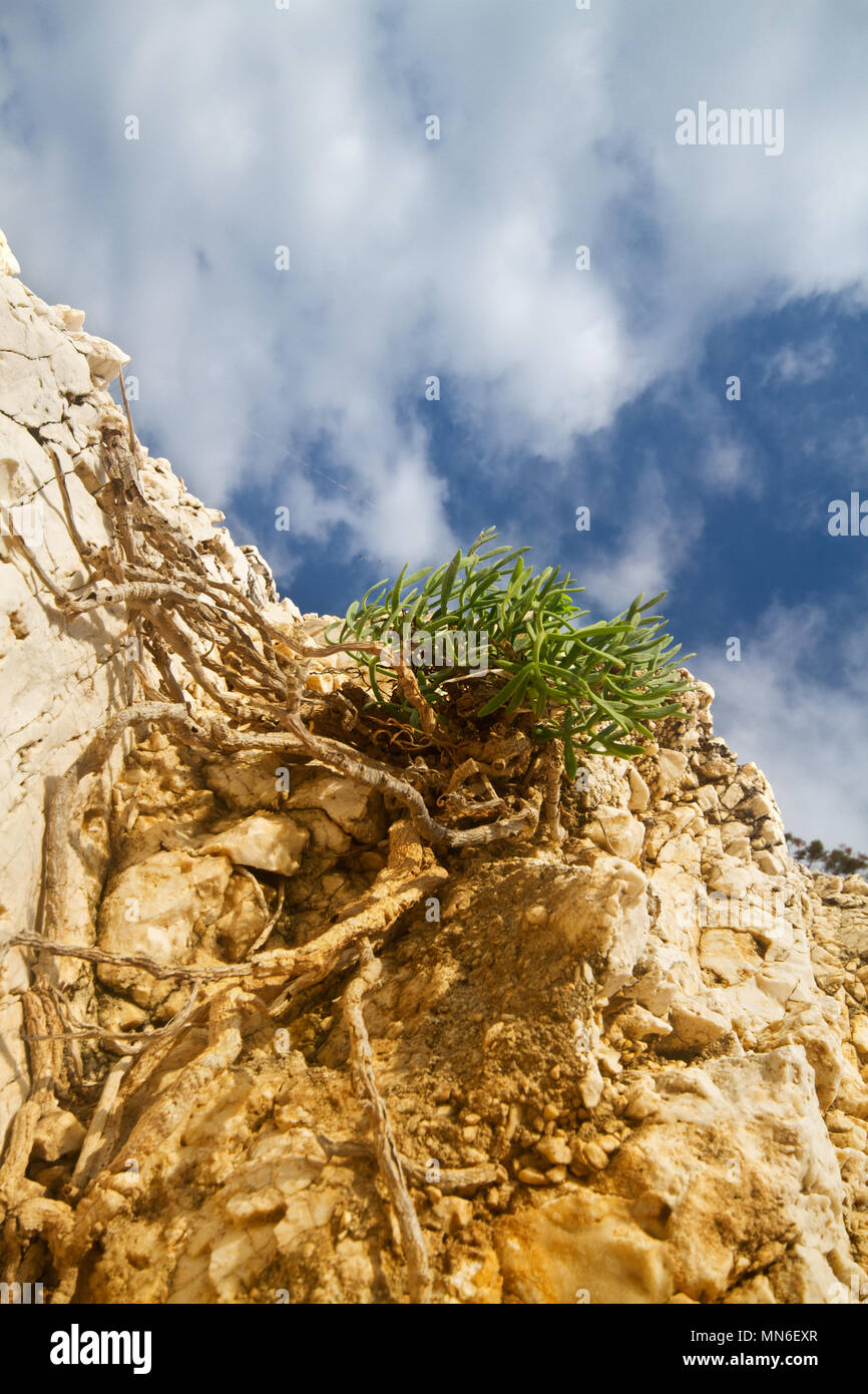 Pioneer vegetation: plant growing in a barren environment, its long and ...