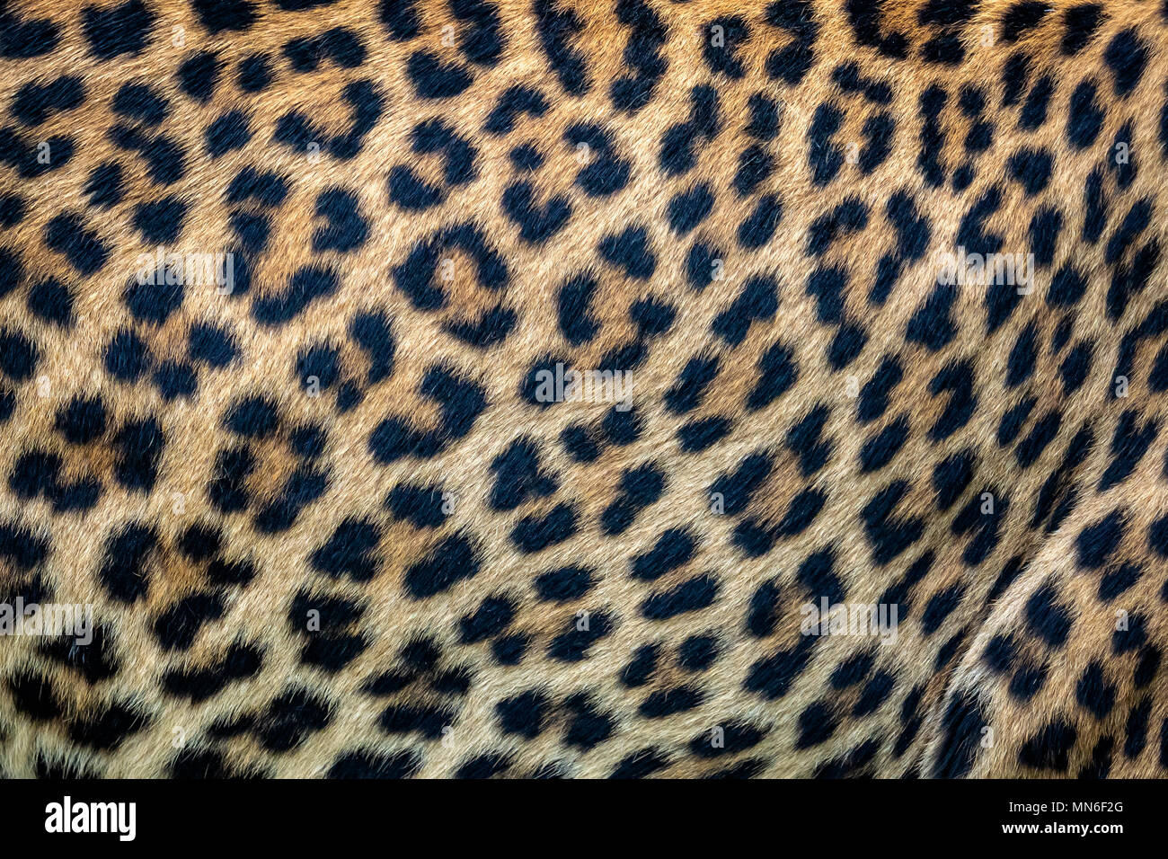 Close up leopard fur background. Ceylon leopard skin texture for ...