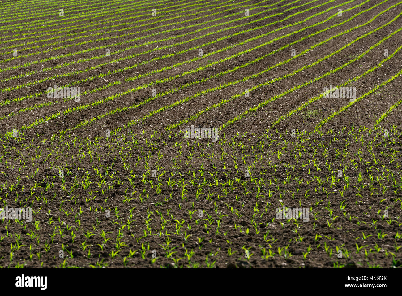 Rows of corn sprouts beginning to grow. Corn seedlings growing in field ...