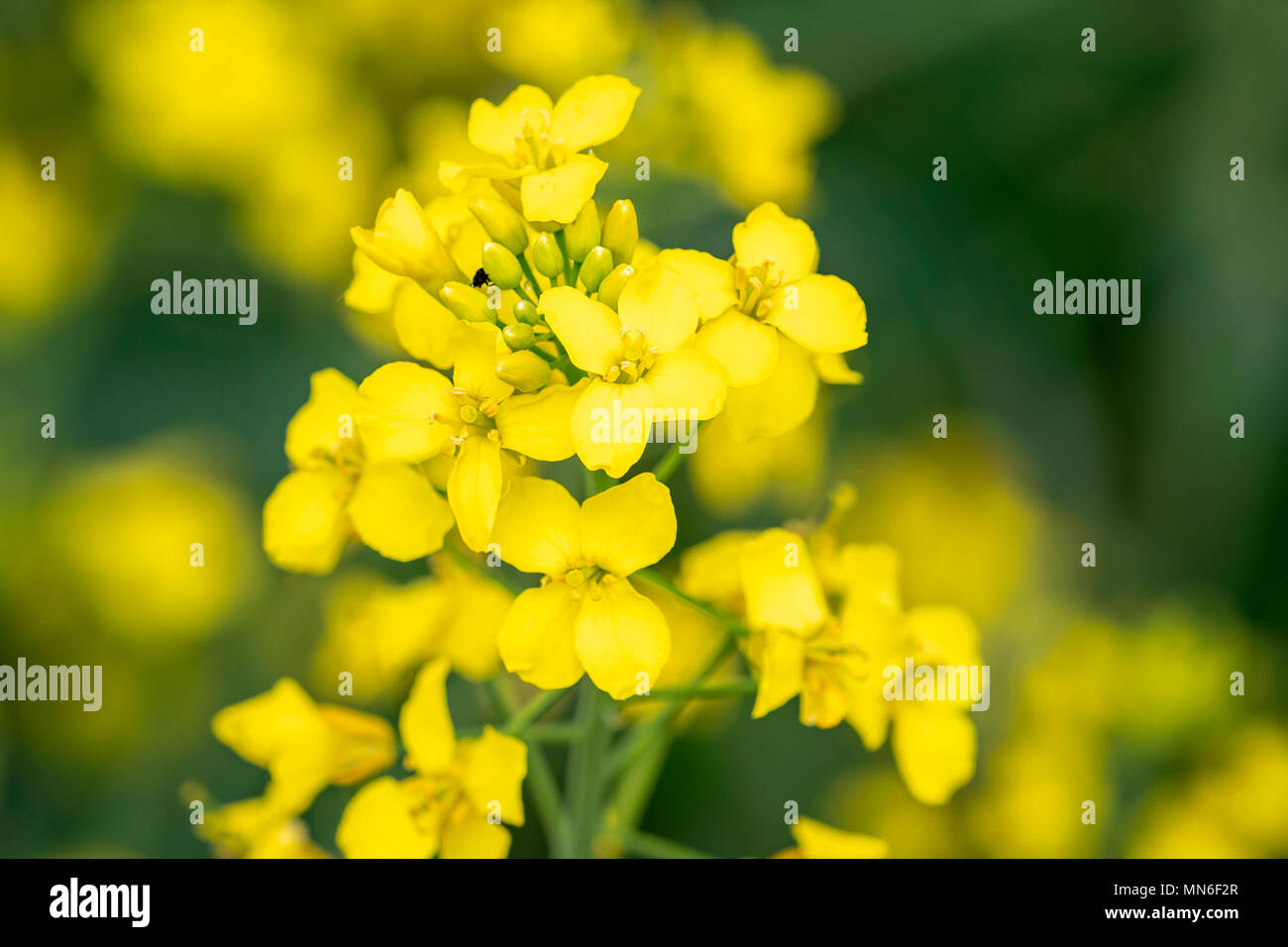 Yellow flower of rape growing. Rape flower close up Stock Photo - Alamy