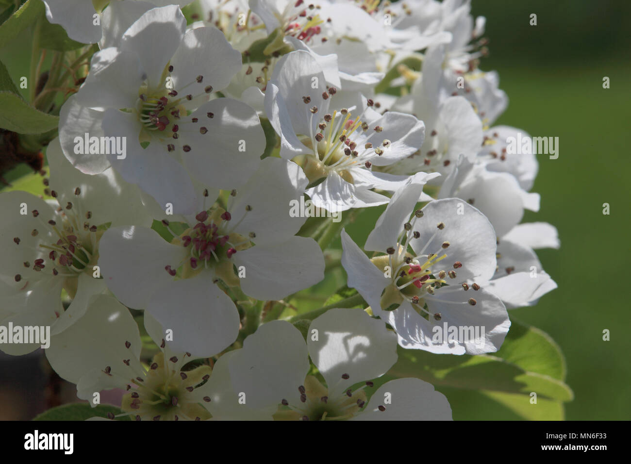 Blossoming pear tree, tree blossom of the pear, Pyrus domestica Stock ...