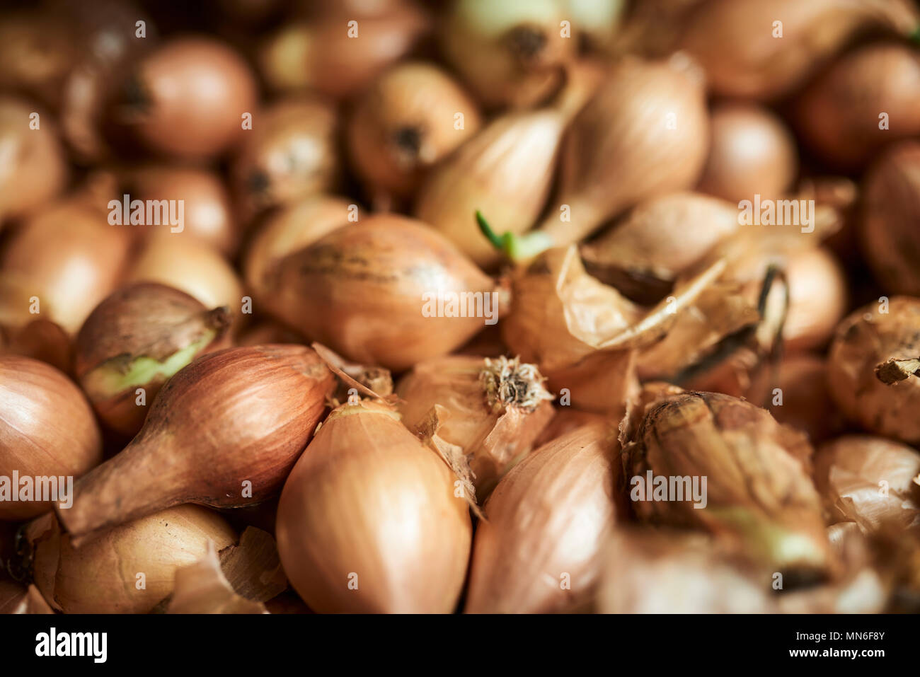 Lots of green onions hi-res stock photography and images - Alamy