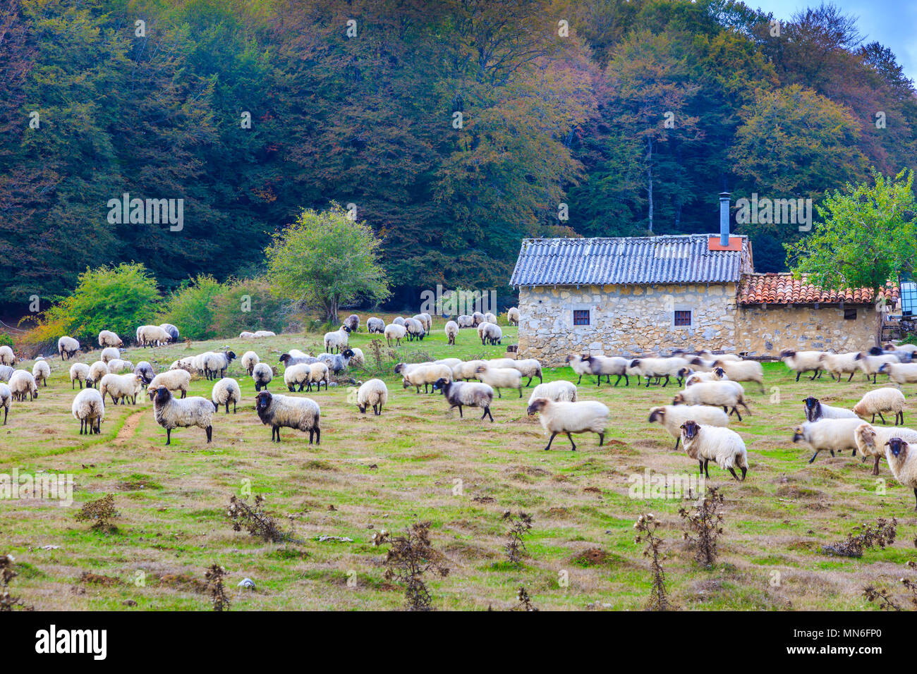 Cattle hut hi-res stock photography and images - Alamy