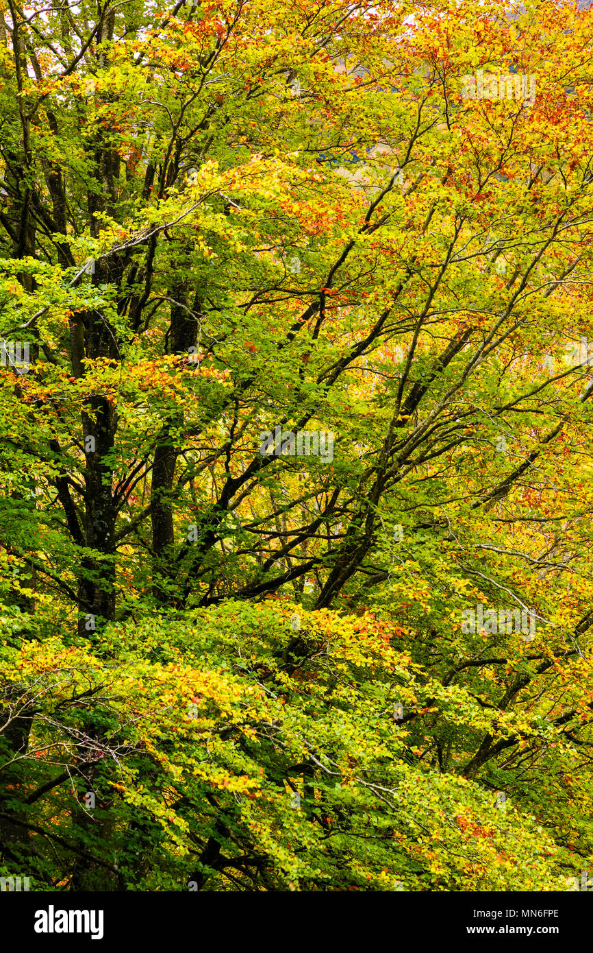 Common european beech beech grove hi-res stock photography and images ...