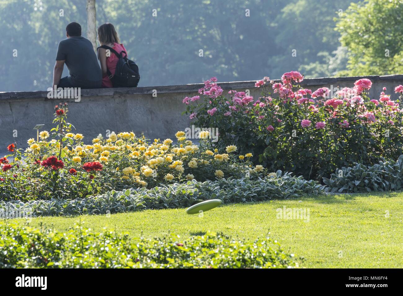 Switzerland Bern rose garden June 2017 | usage worldwide Stock Photo ...