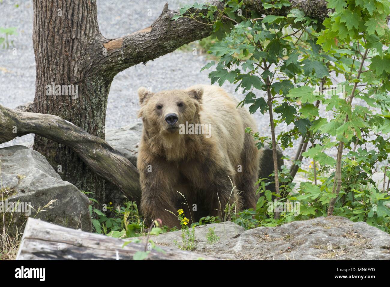 Switzerland Bern city bears cages June 2017 | usage worldwide Stock ...