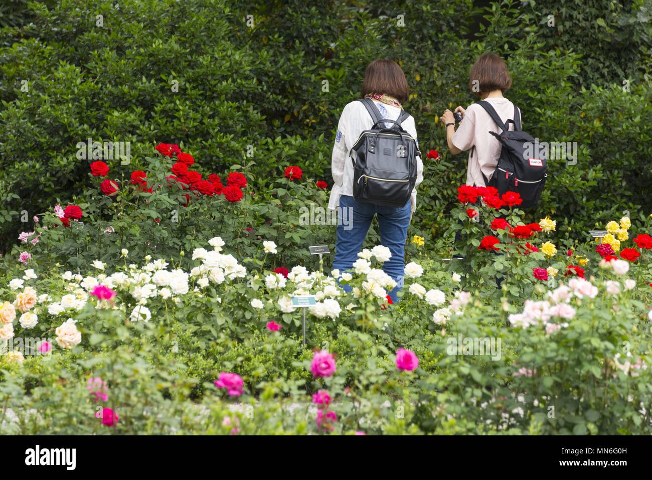 Switzerland Bern rose garden June 2017 | usage worldwide Stock Photo ...
