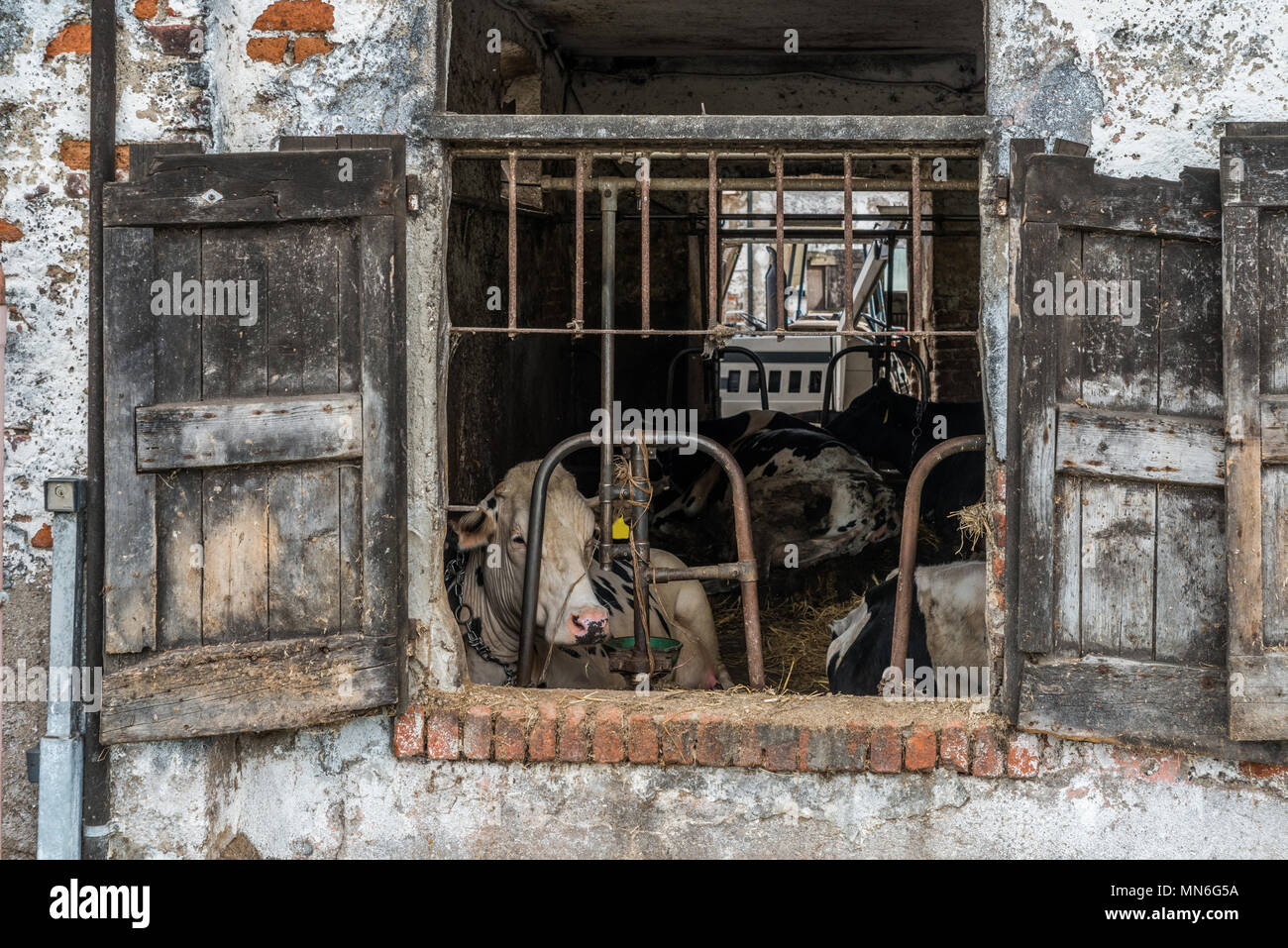 Caged dairy cows through rustic window shutters in a dilapidated cow ...