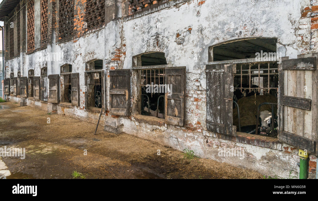 Caged dairy cows through rustic window shutters in a dilapidated cow ...