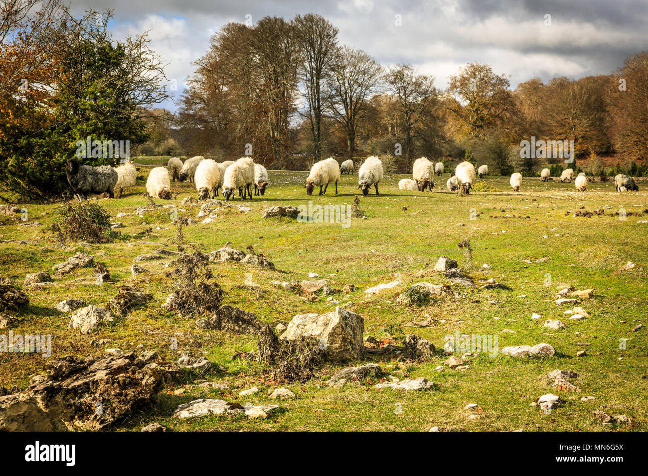 Flock of sheep Stock Photo - Alamy