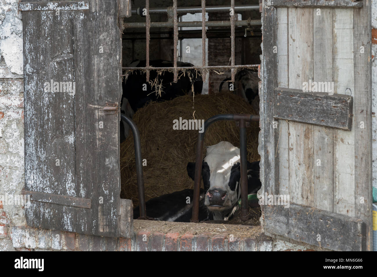 Caged dairy cows through rustic window shutters in a dilapidated cow ...