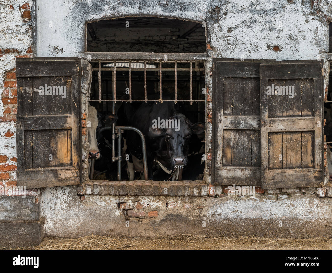 Caged dairy cows through rustic window shutters in a dilapidated cow ...