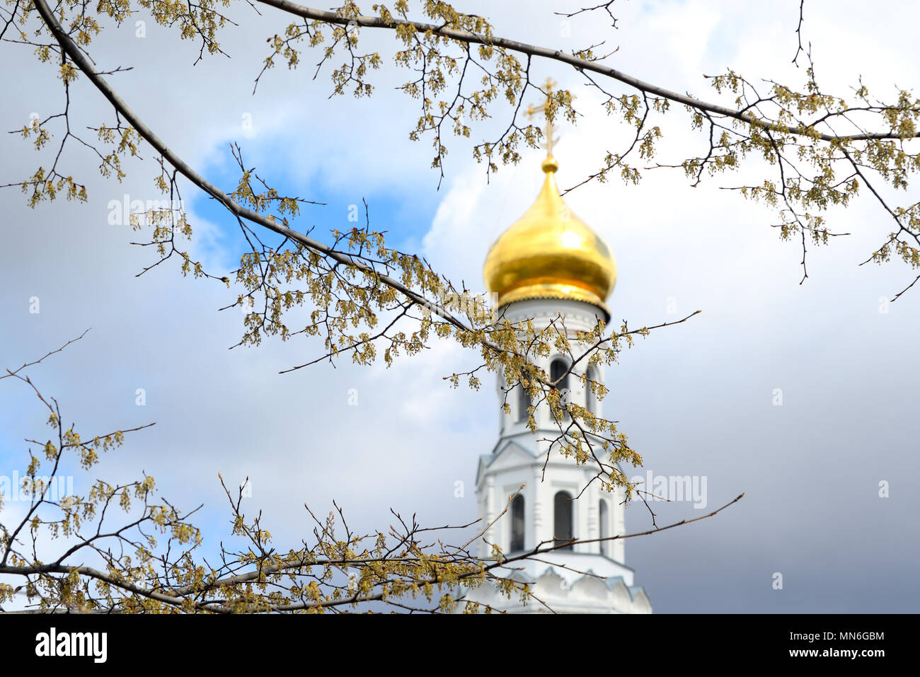 Flowering branches of ash-tree on the background of the Orthodox bell ...
