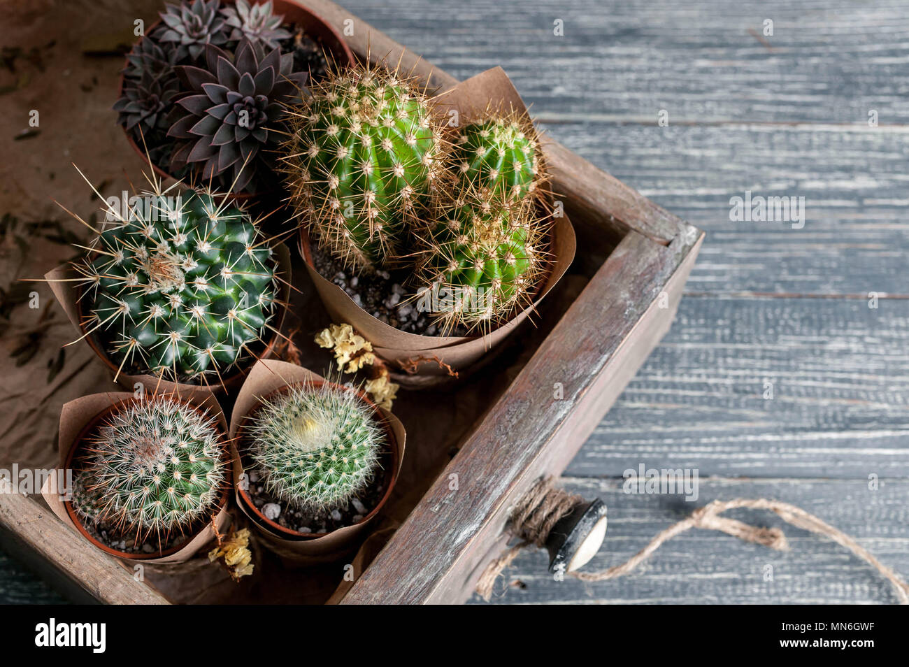 Light Box Botanical High Resolution Stock Photography and Images - Alamy