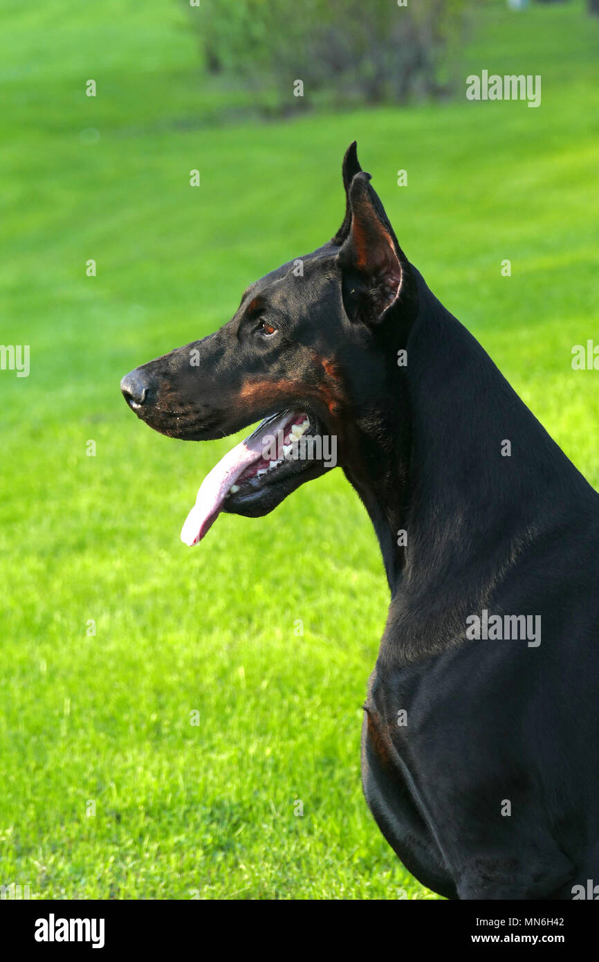 Big black dog hi-res stock photography and images - Alamy