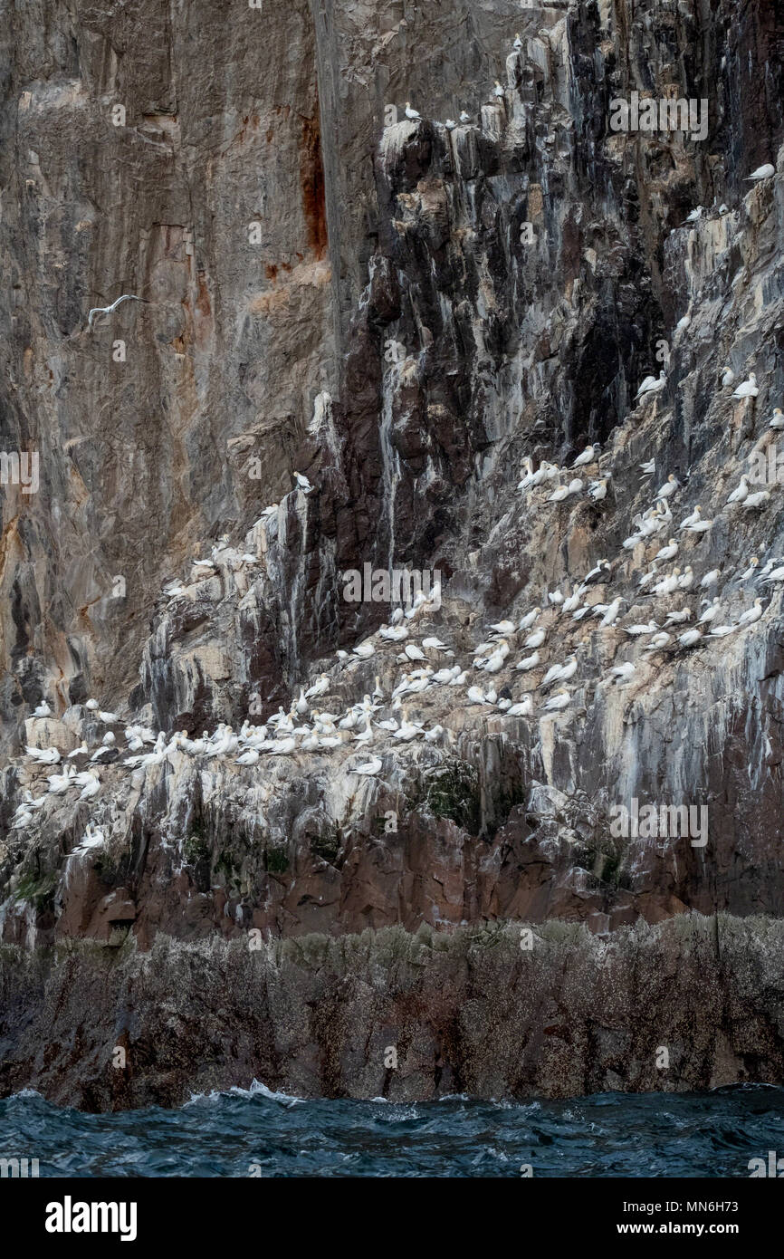 Gannet nesting area hi-res stock photography and images - Alamy