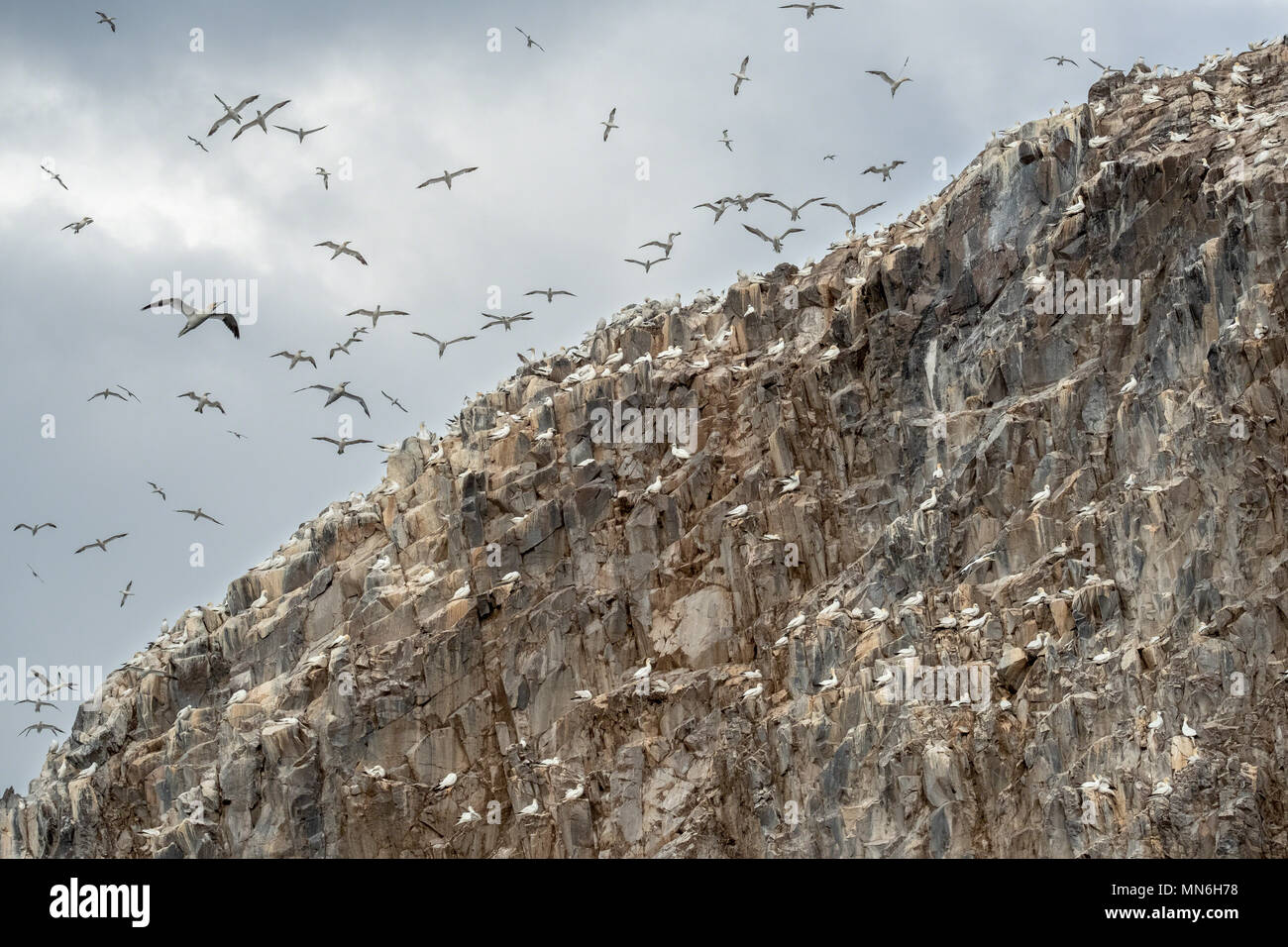 Bass rock scotland hi-res stock photography and images - Alamy