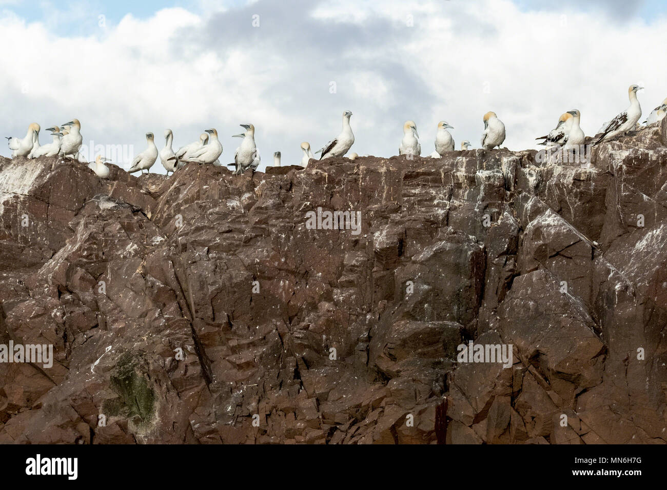 Gannet nesting area hi-res stock photography and images - Alamy